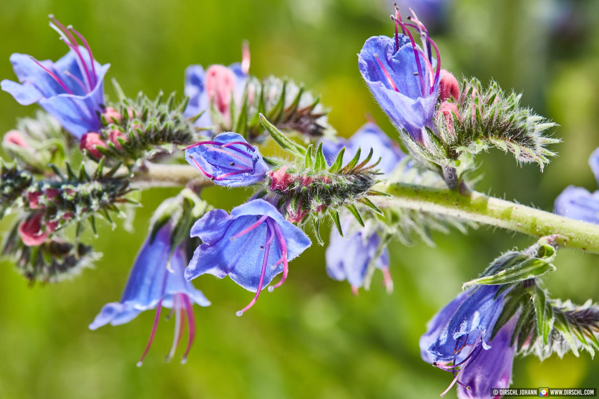 Ering, Rottal-Inn, Deutschland | Foto, Stock, DIRSCHL.com